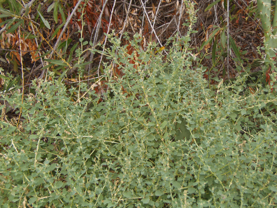 Sprawling Saltbush, Atriplex suberecta